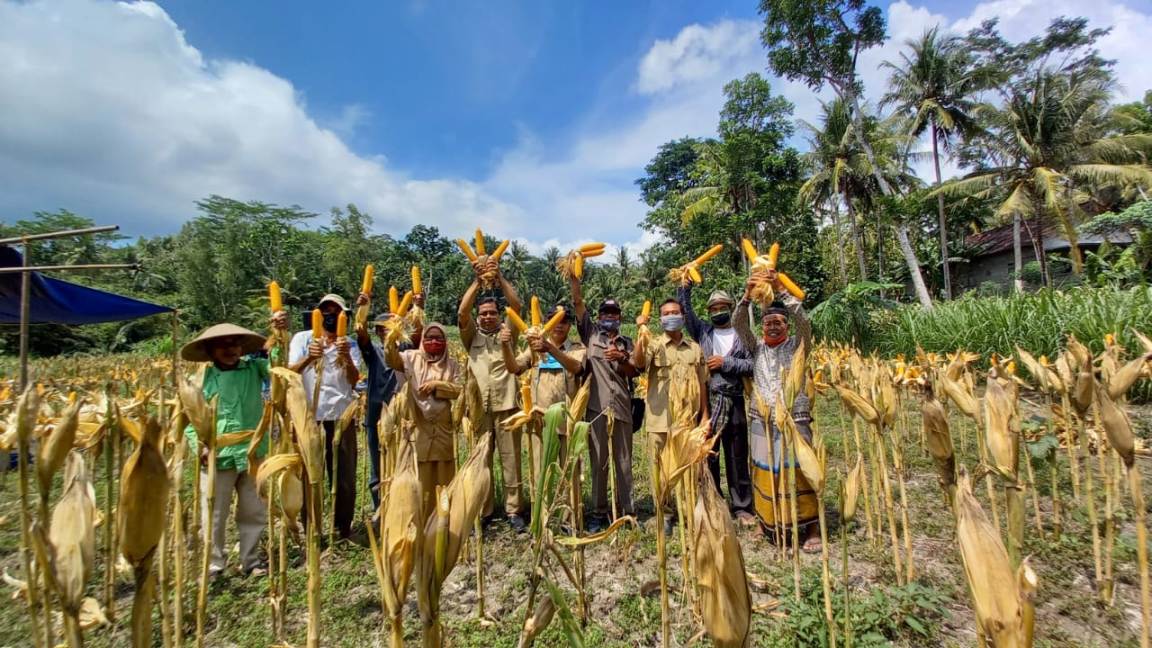 Kelompok Tani Marsudi Boga Tegowanu Panen Raya Jagung dan Wiwitan ...