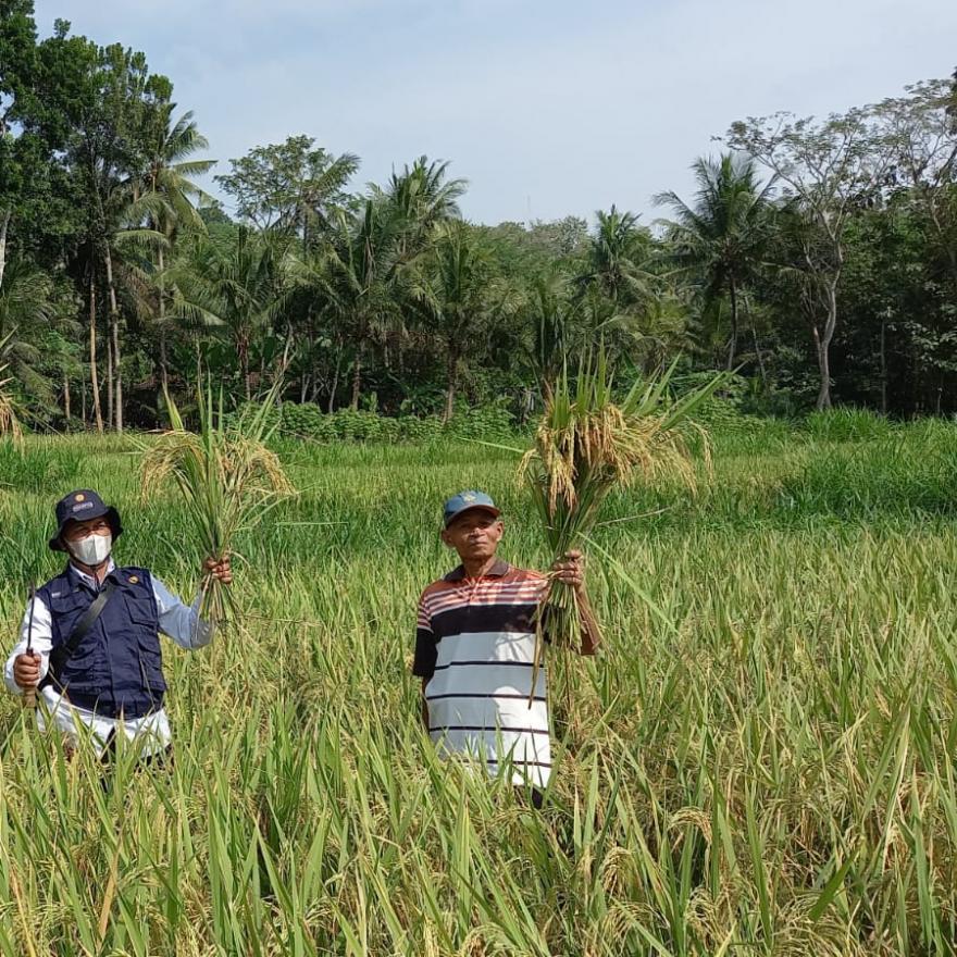 Panen Raya dan Wiwit Masal Kelompok Tani Marsudi Boga Tegowanu ...